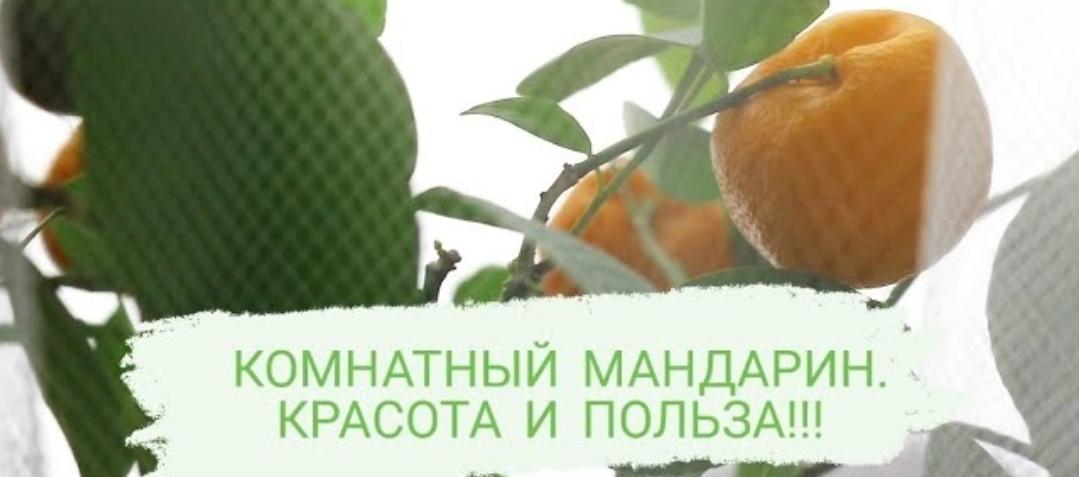 КОМНАТНЫЙ МАНДАРИН?КРАСОТА И ПОЛЬЗА!