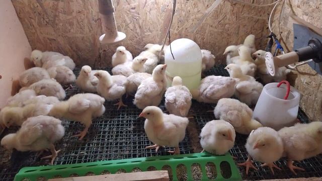 Бройлерам 7 дней.mp4