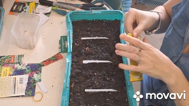 посадила сальвию 02.03.24