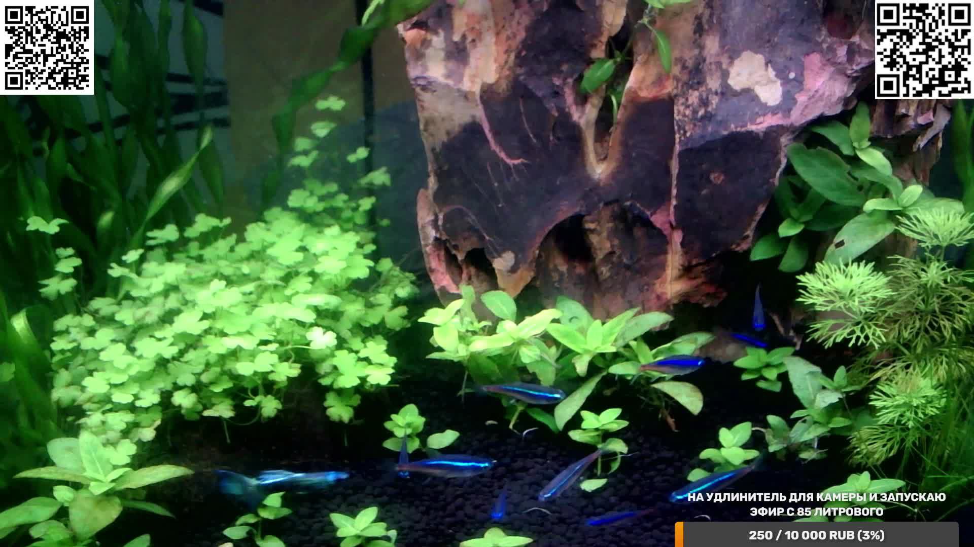 аквариум с релакс музыкой слушать онлайн бесплатно