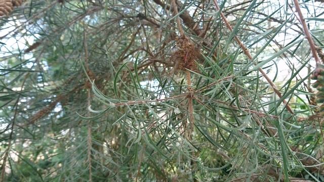 Каллистемон (Callistemon). Ботанический сад Орхус 5 марта 2022, Дания