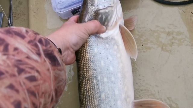 Закрытие спиннингового( летнего) сезона 2022 год