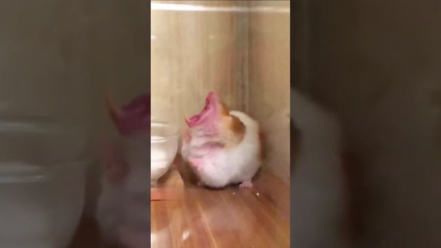 Зевнул, так зевнул😂😁