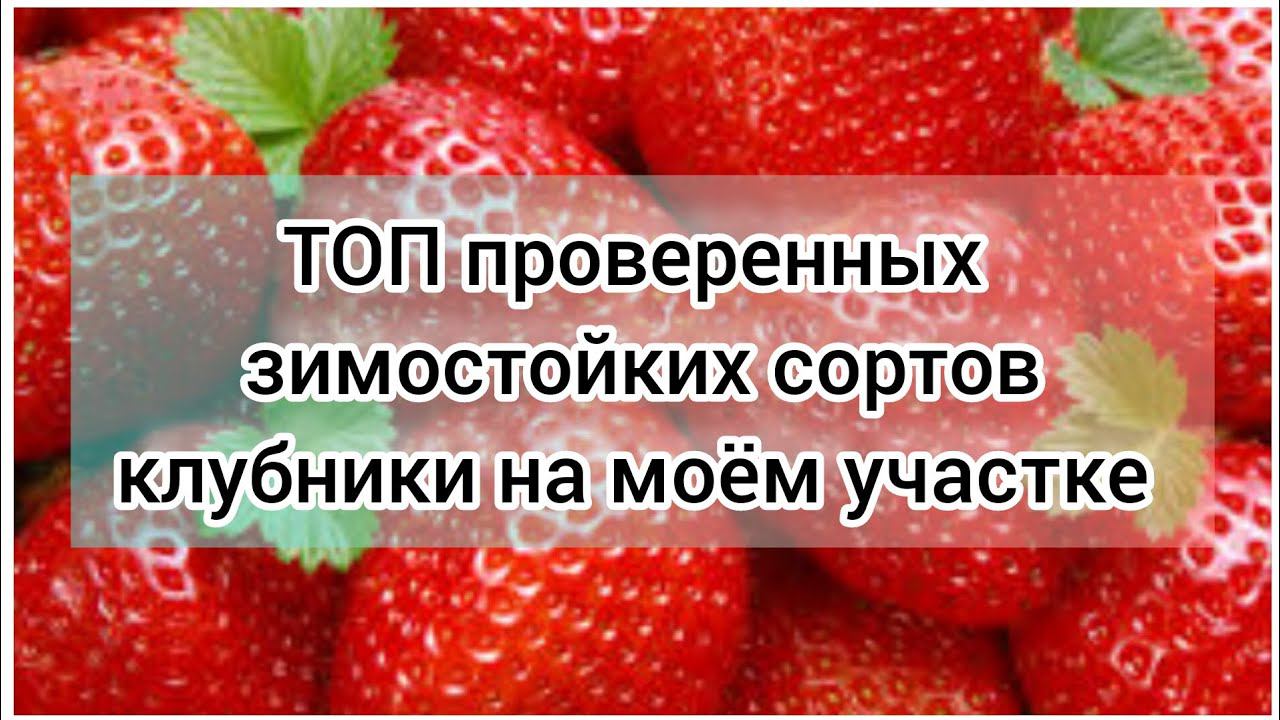ТОР проверенных зимостойких сортов клубники на моём участке. Как перезимовала клубника 2022-2023 г.