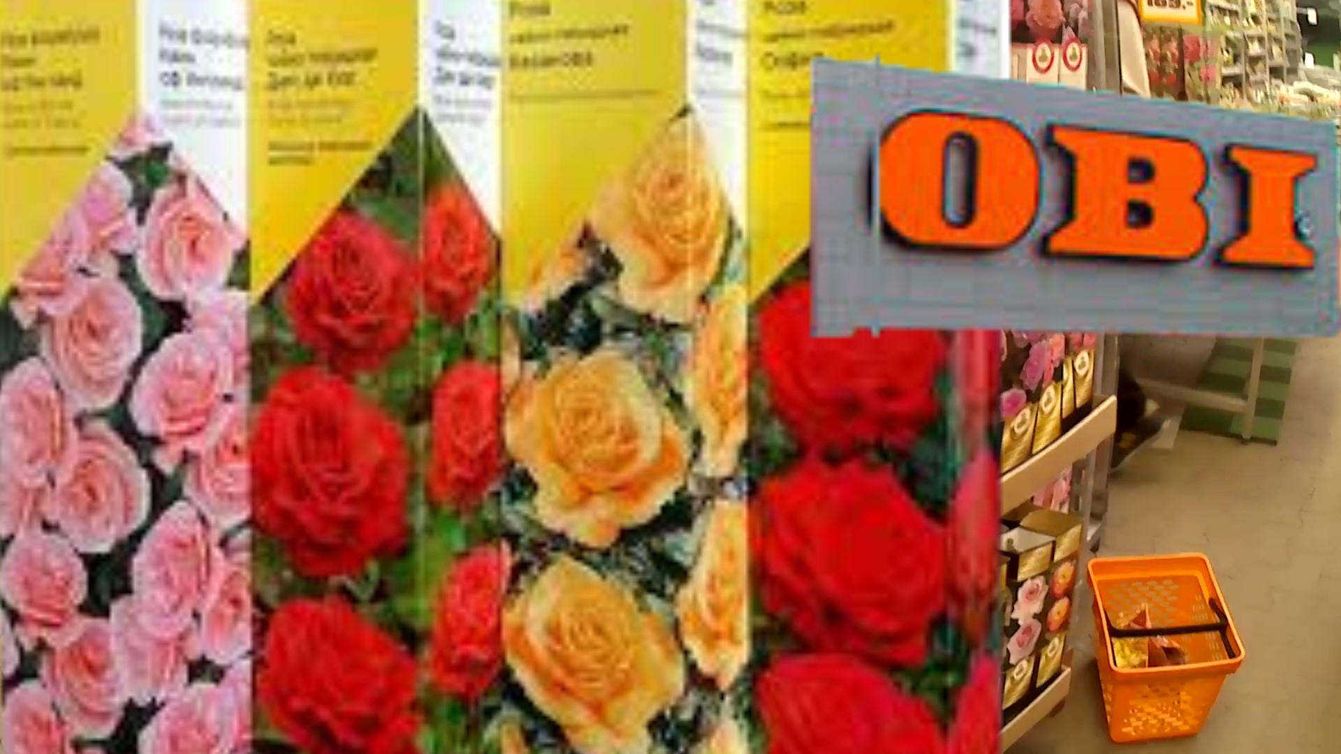 ОБИ МЕГА БЕЛАЯ ДАЧА. Садовый рай. Розы, гортензии, саженцы, хвойные, кустарники.