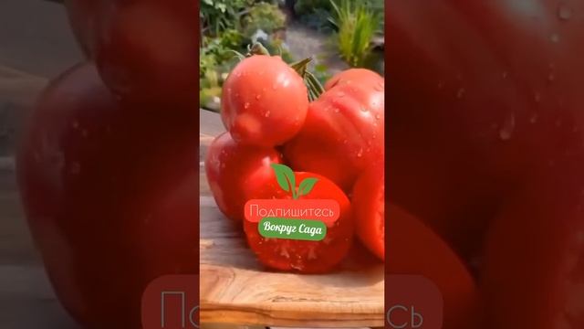 Сорта помидоров