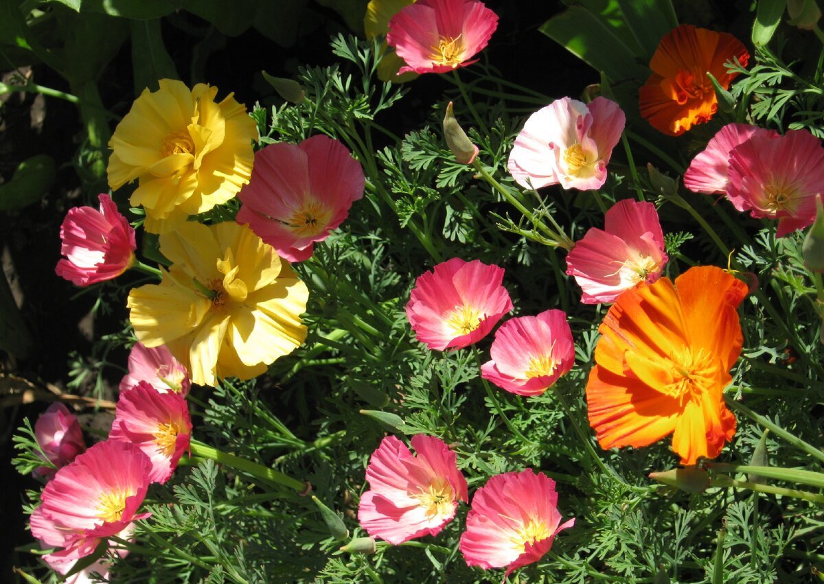 Эшшольция РЕЛАКС АРТ-ТЕРАПИЯ ИМПРОВИЗАЦИЯ композитор Виктор Анохин #piano #instrumentalmusic #цветы