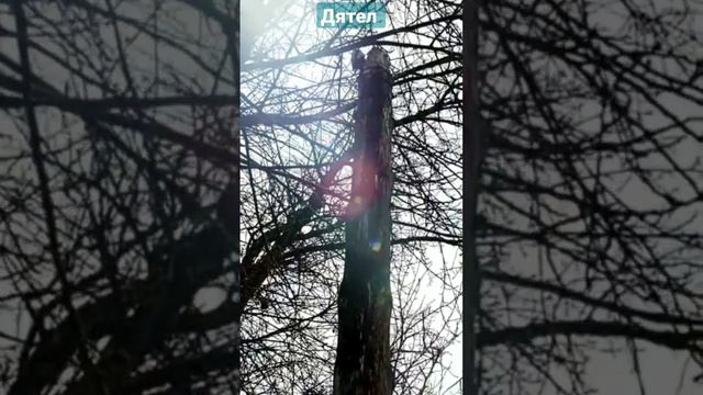 Птица дятел. Александра Миркушова