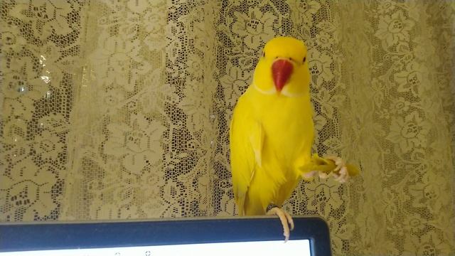 Любимое занятие попугая - что-то погрызть. Но всегда есть тот, кто этому помешает - другой ревнивый