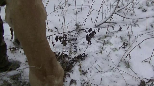 24.11.2022. РГ "Жёлтый, я и Степаныч.