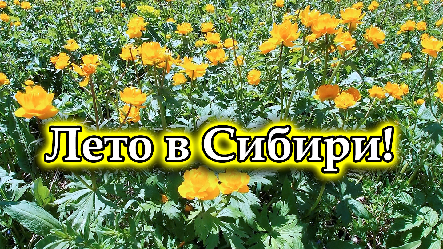 Очень красивая природа в Сибири летом! Вдохновляет и завораживает!