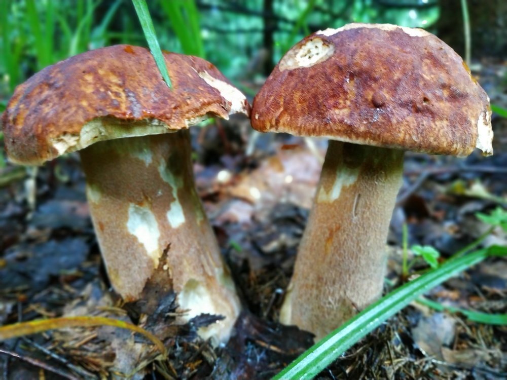 БЕЛЫЕ ГРИБОЧКИ ЗА 20 МИНУТ В ОБЕДЕННЫЙ ПЕРЕРЫВ!!