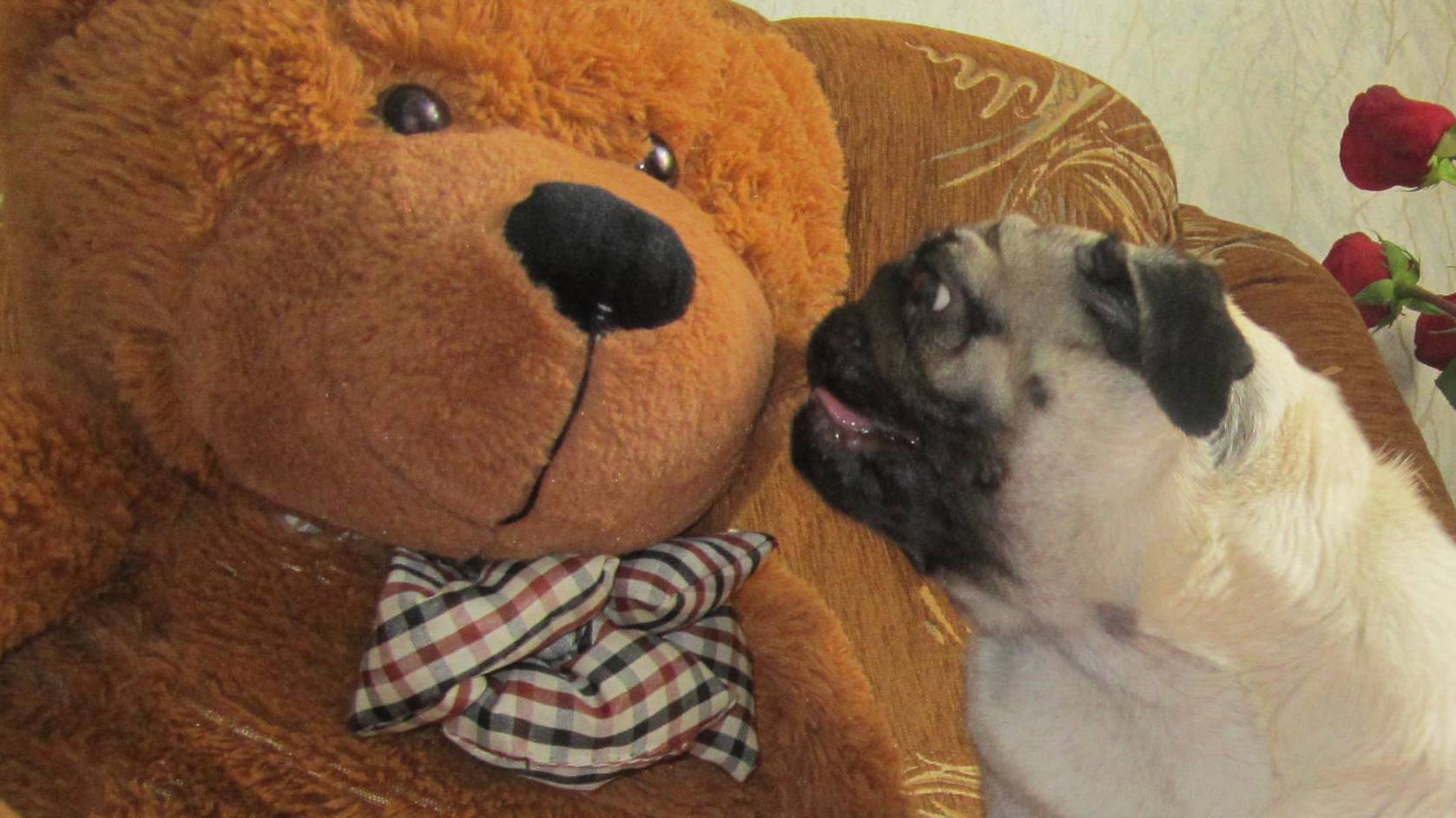 Любимая мамочка #Мопсы