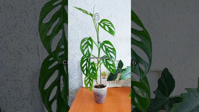 #былостало 🌿 #Монстера Адансона минт очень изменилась🌿 #цветы #растения #лиана #лист #shorts