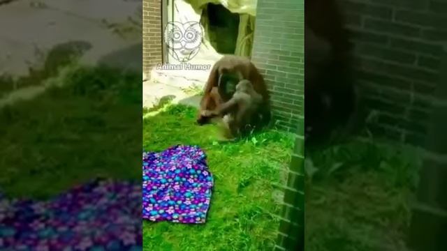 - Спой мне колыбельную, ну пожалуйста!