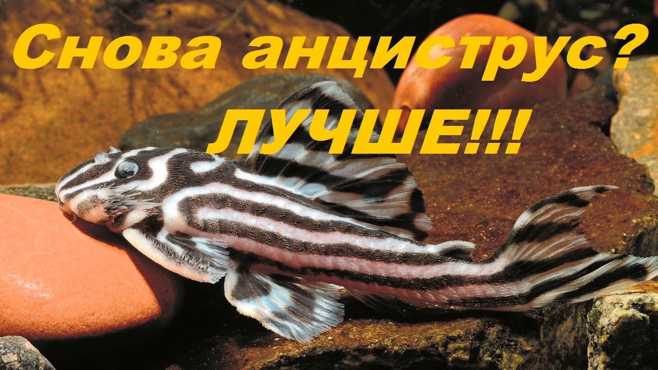 Необычное, но популярное. Серия 3 - Не те анциструсы. (Архив от 8.05.2022)