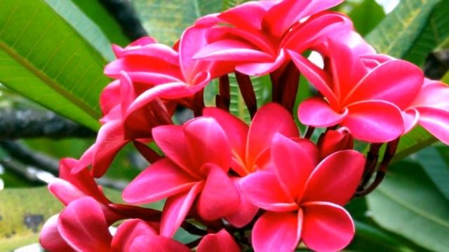 С 8 Марта! Цветы для тебя