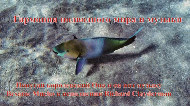 43. Попугай королевский Она и он под музыку Besame Mucho в исполнении Richard Clayderman