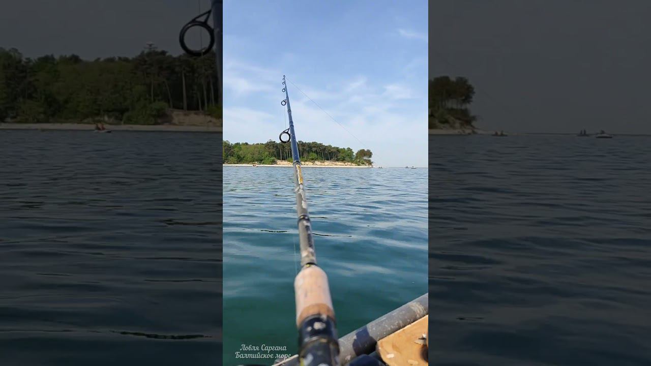 Балтийские море | Ловля Саргана #shorts