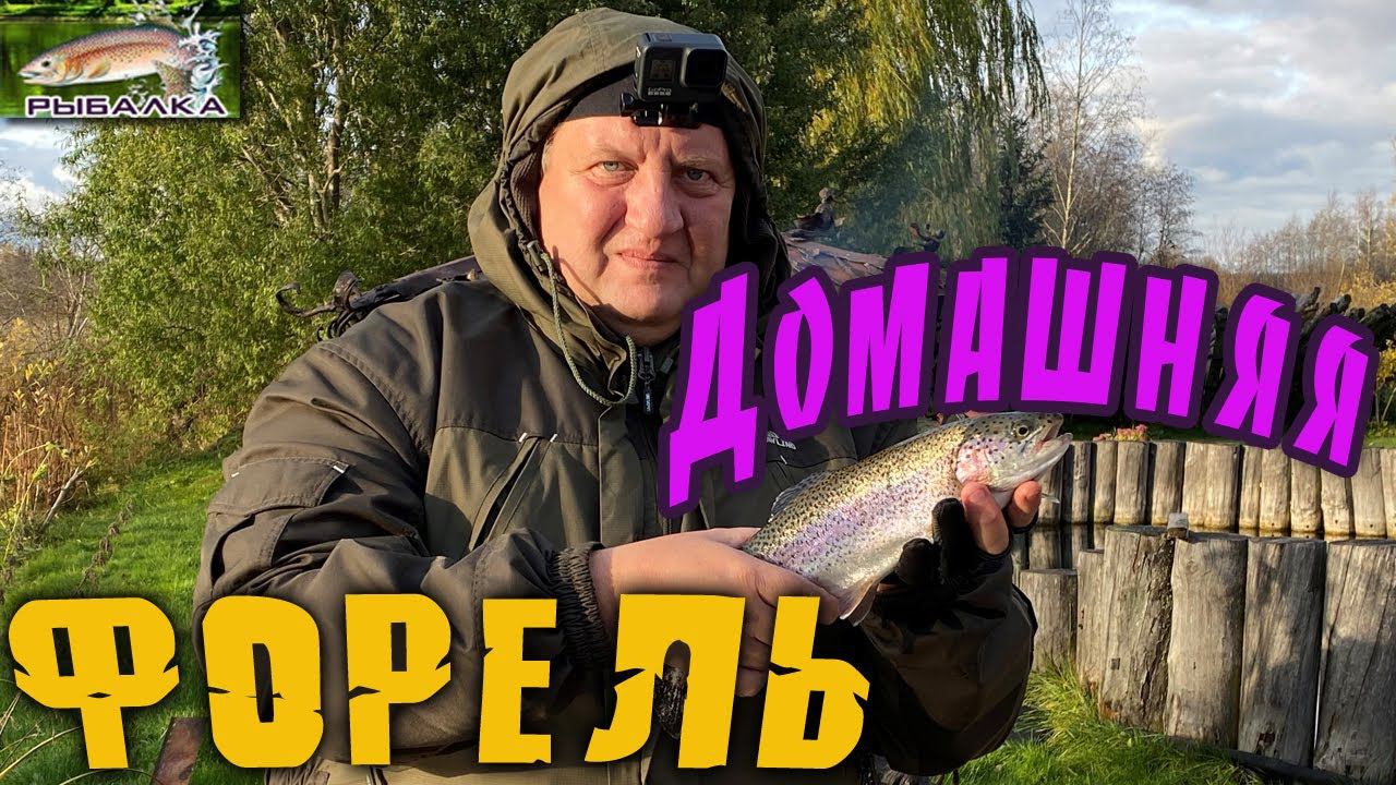 Домашняя форель. Рыбалка в Ленинградской области. Осень 2020.