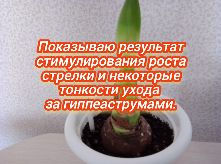 Показываю результат стимулирования роста стрелки и некоторые тонкости ухода за гиппеаструмами