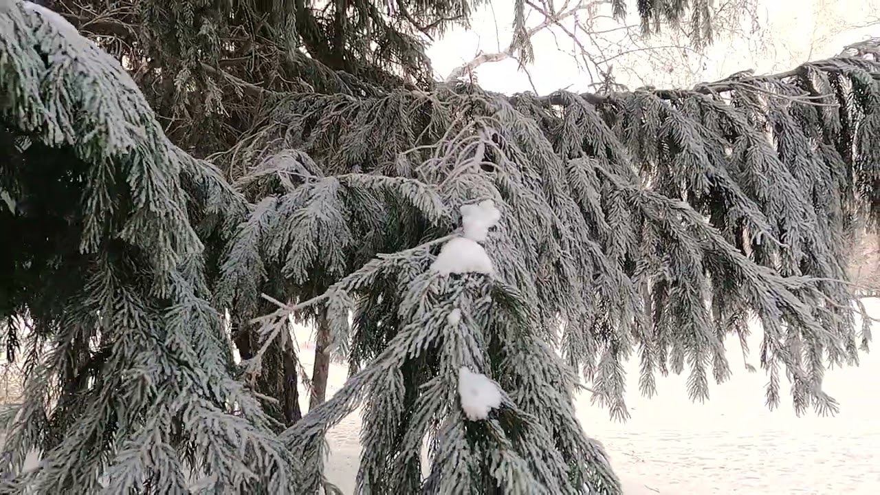 Зимняя прогулка по парку " 30 лет ВЛКСМ" 21.01.2022г. Омск.