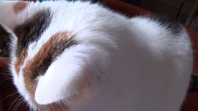 Огород на окошке и балконе 19май 2019.