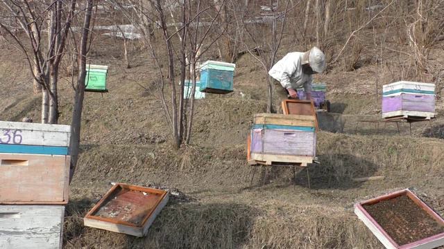 Пчёлки 76. Весенняя ревизия 2020, ч. №1.