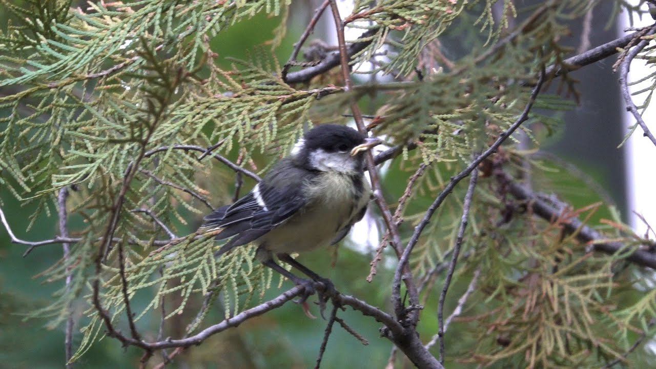 Птенцы  (27.05.2023)