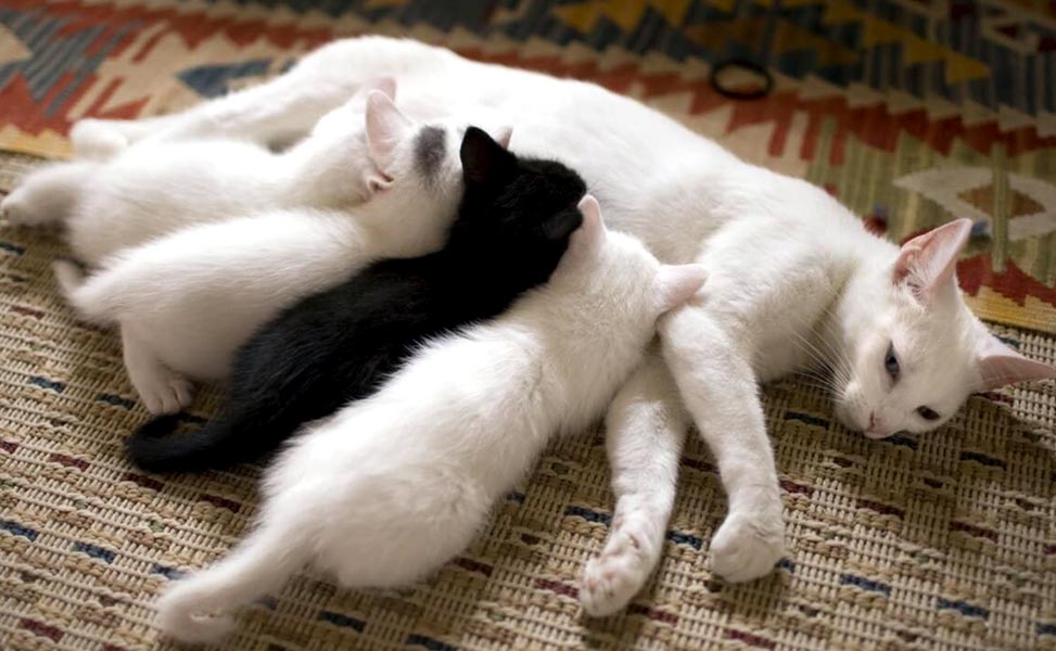 Котенок перепутал маму кошку с папой котом ? Так мило папа кот ухаживает за своим котенко