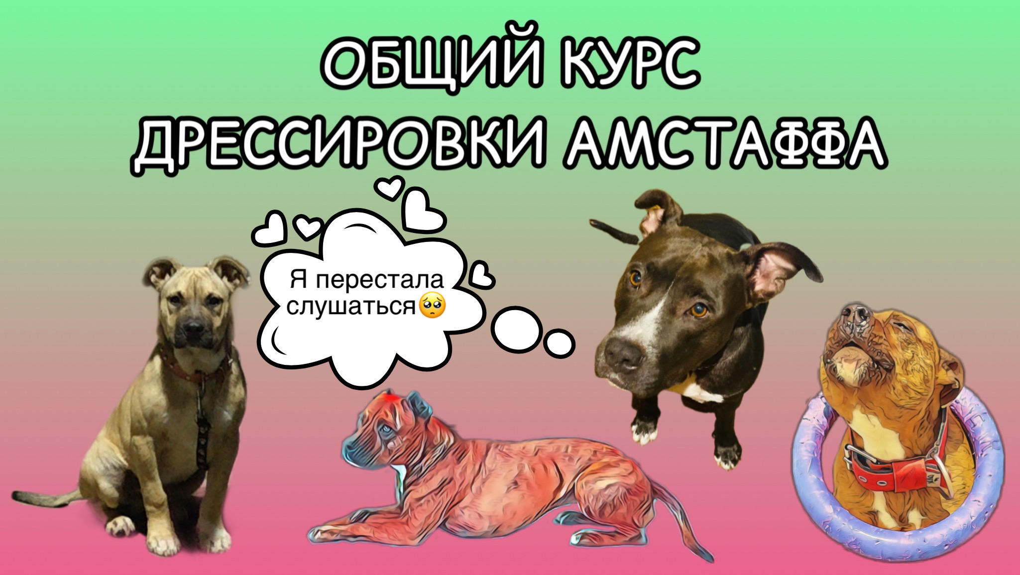 ОБЩИЙ КУРС ДРЕССИРОВКИ АМСТАФФА