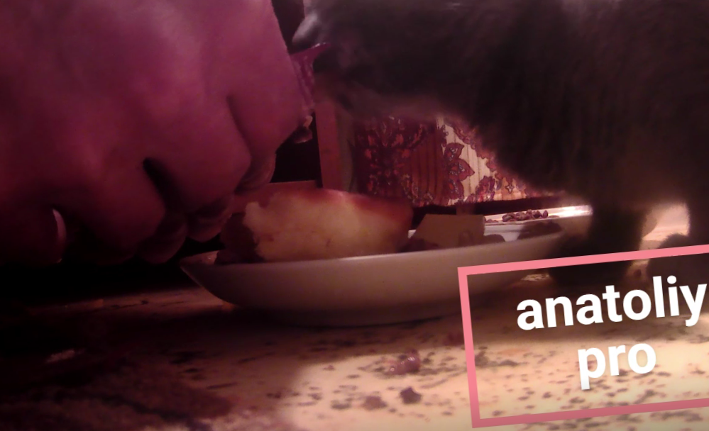 Как ест мой котенок.