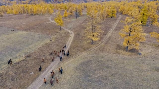 Роднее дома места нет - поёт Алтайский акын