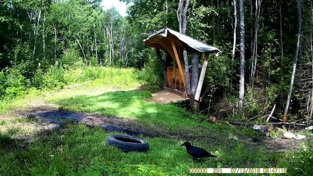 Птицы, запечатленные на фото ловушку. Часть № 36