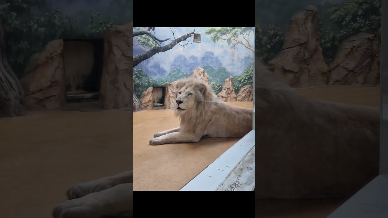 Обзор Казанского зоопарка уже на нашем канале#казань#жизньвовремяпутешествий#осень2023