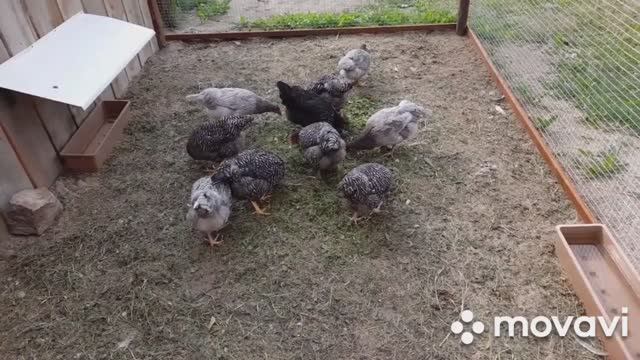 Ура! Первое яйцо от наших кур.