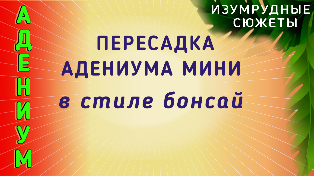 Адениум. Пересадка Адениума Мини В Стиле Бонсай.