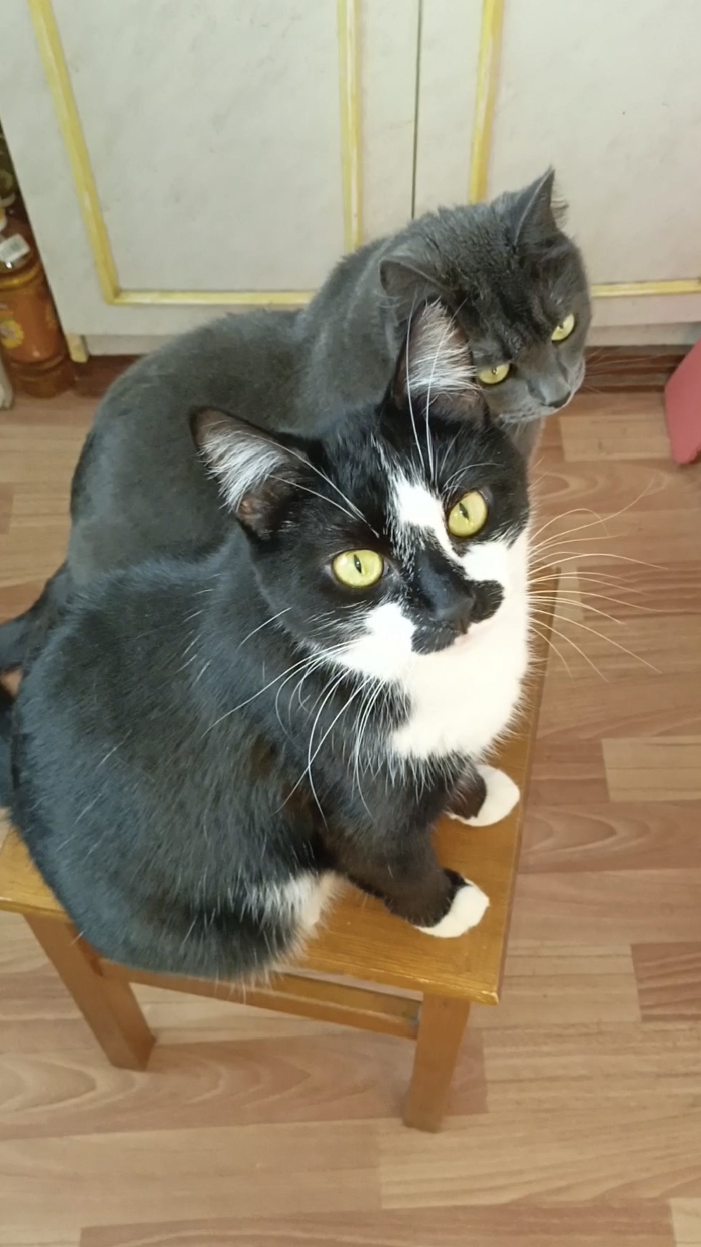 Хитрый кот Салем или как кошки корм проспали.