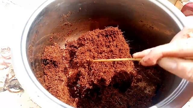 Подготовка кокосового субстрата для улиток Ахатин