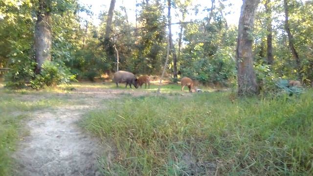 кабаны на рыбалке