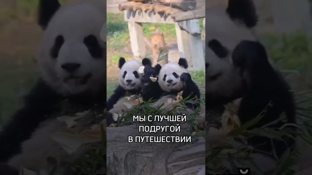 🙈КОГО НЕ НУЖНО БРАТЬ В ПОЕЗДКУ? #светагранат #юмор #путешествияпороссии #авиа #ржд #авиасейлс