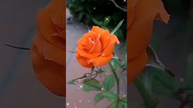 Мелодия цветов