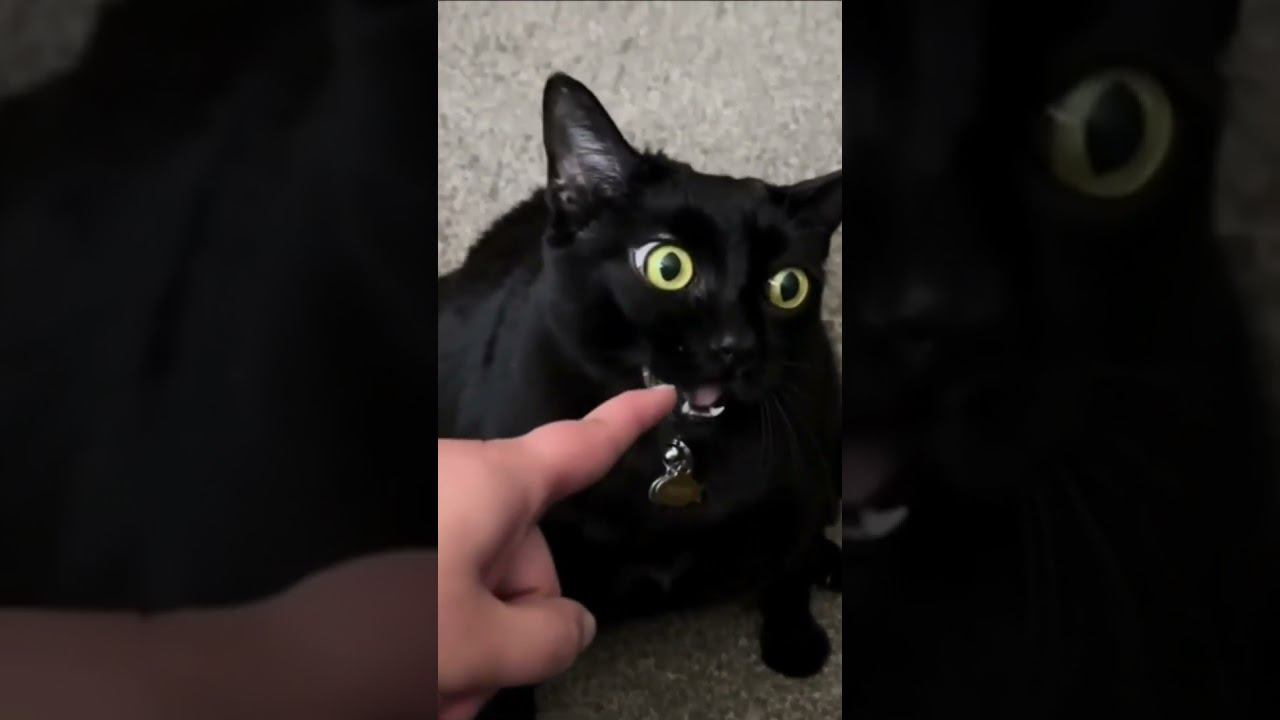 Смешные животные/ Прык - тыгыдык #shorts #животные #кошки #собаки  #животные