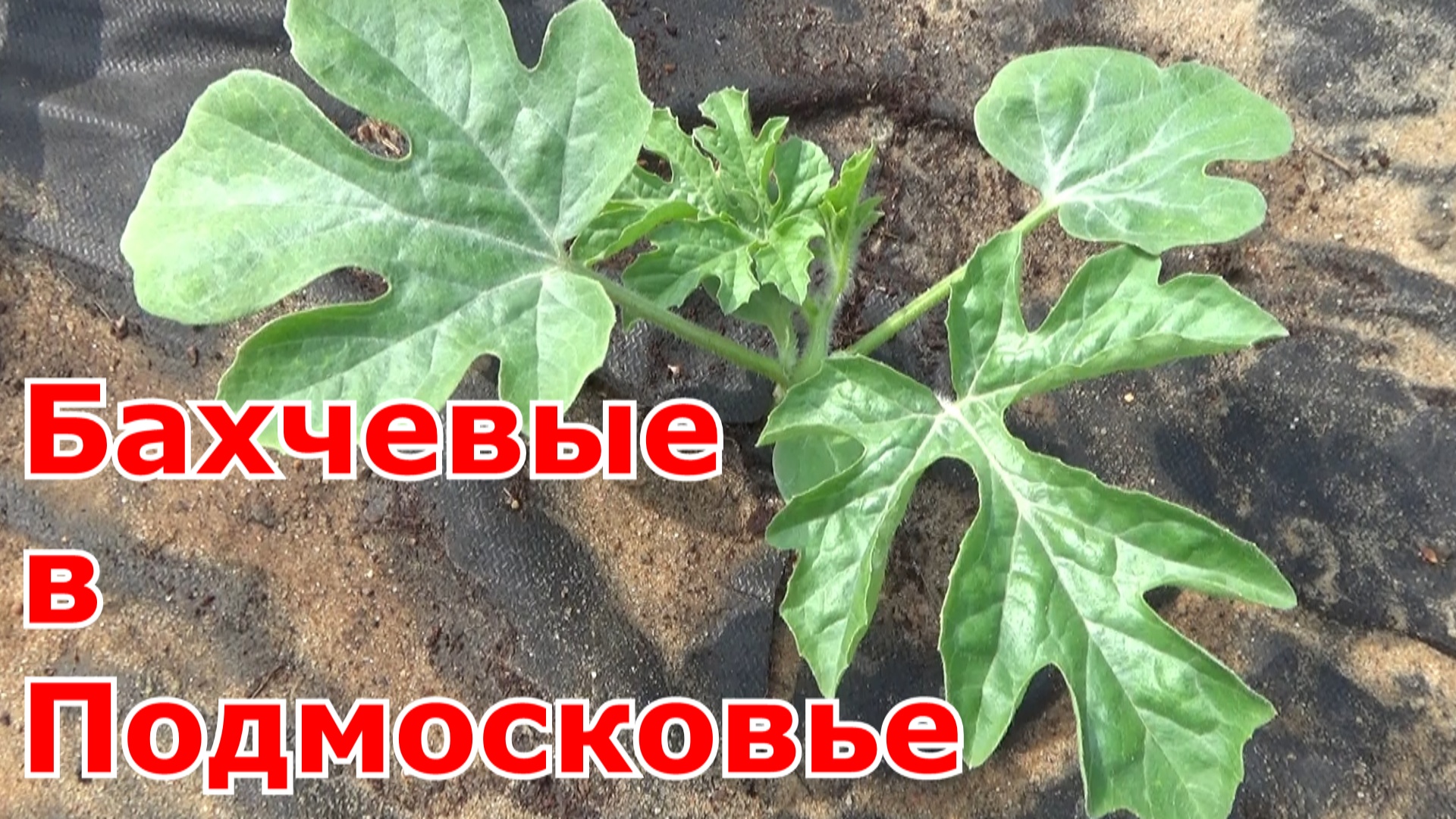 Выращивание арбузов и дынь в Подмосковье. Сорта, посев на рассаду, высадка в грунт и в бочки.