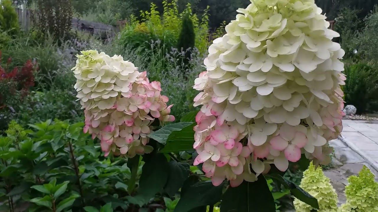 Как ухаживать за саженцами гортензий после получения посылки. Обзор саженцев гортензий. 31.07.24