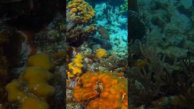 Карибский дайвинг (Куба)