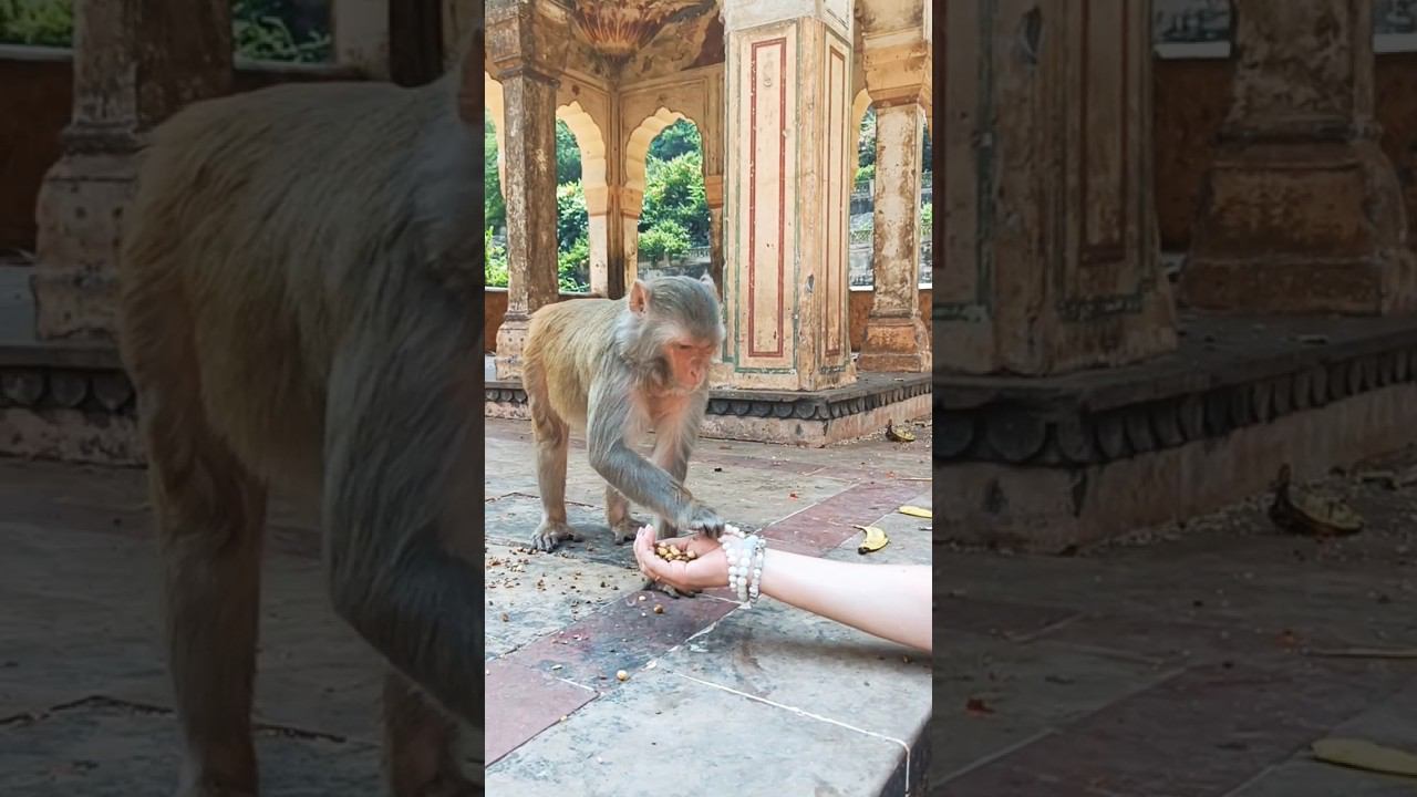 Обожратушки