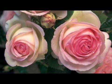 Роза Мими Эден