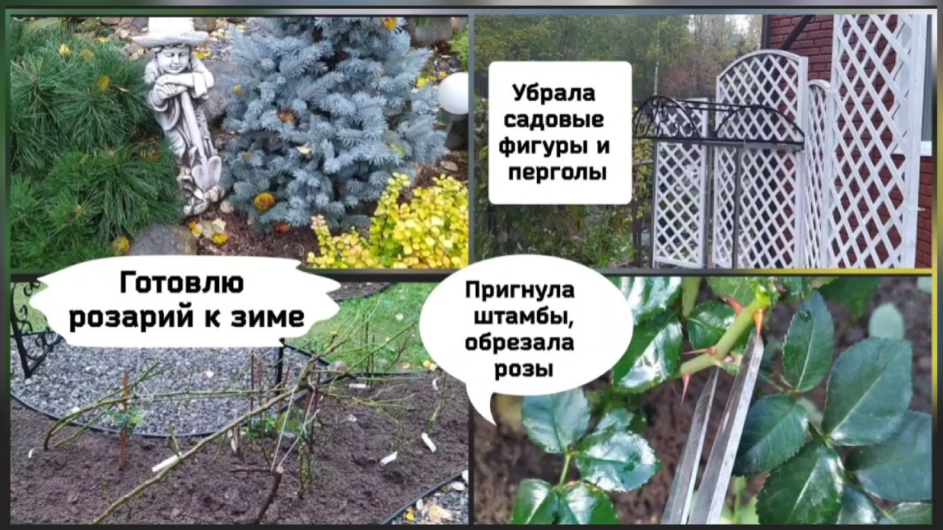Готовлю розы к зиме.Убрала садовые фигуры и перголы.
08.10.2022 г.