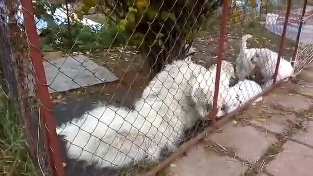 Наши домашние питомцы. Южнорусская овчарка. Ярослава и щенки в летней загородке.
